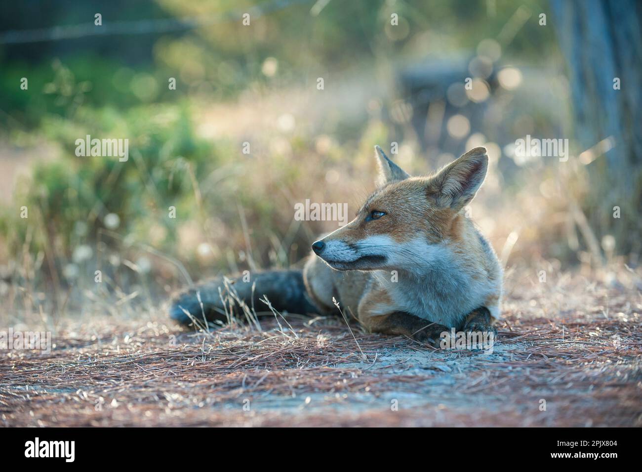Red fox (Vulpes vulpes). Picture taken in the wilderness in Maremma ...