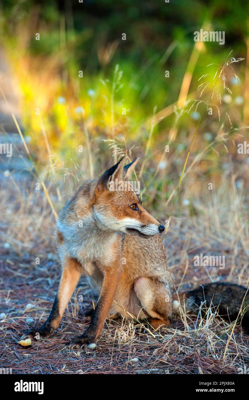 Red fox (Vulpes vulpes). Picture taken in the wilderness in Maremma ...