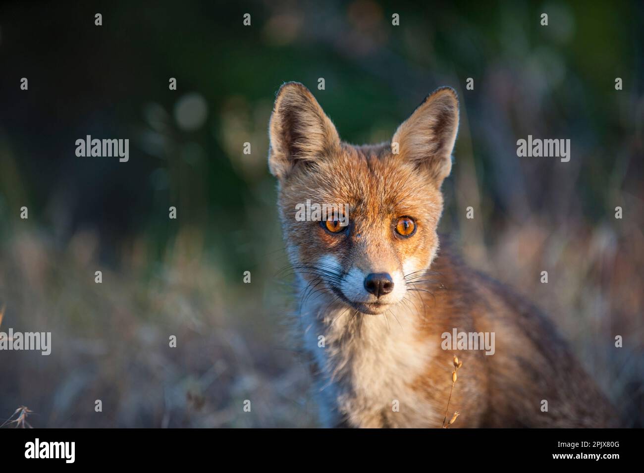 Red fox (Vulpes vulpes). Picture taken in the wilderness in Maremma ...