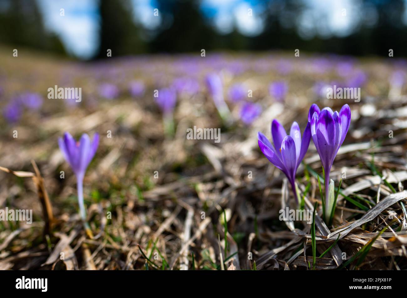 Typical spring mountain flowers. Crocus vernus, Crocus heuffelianus ...