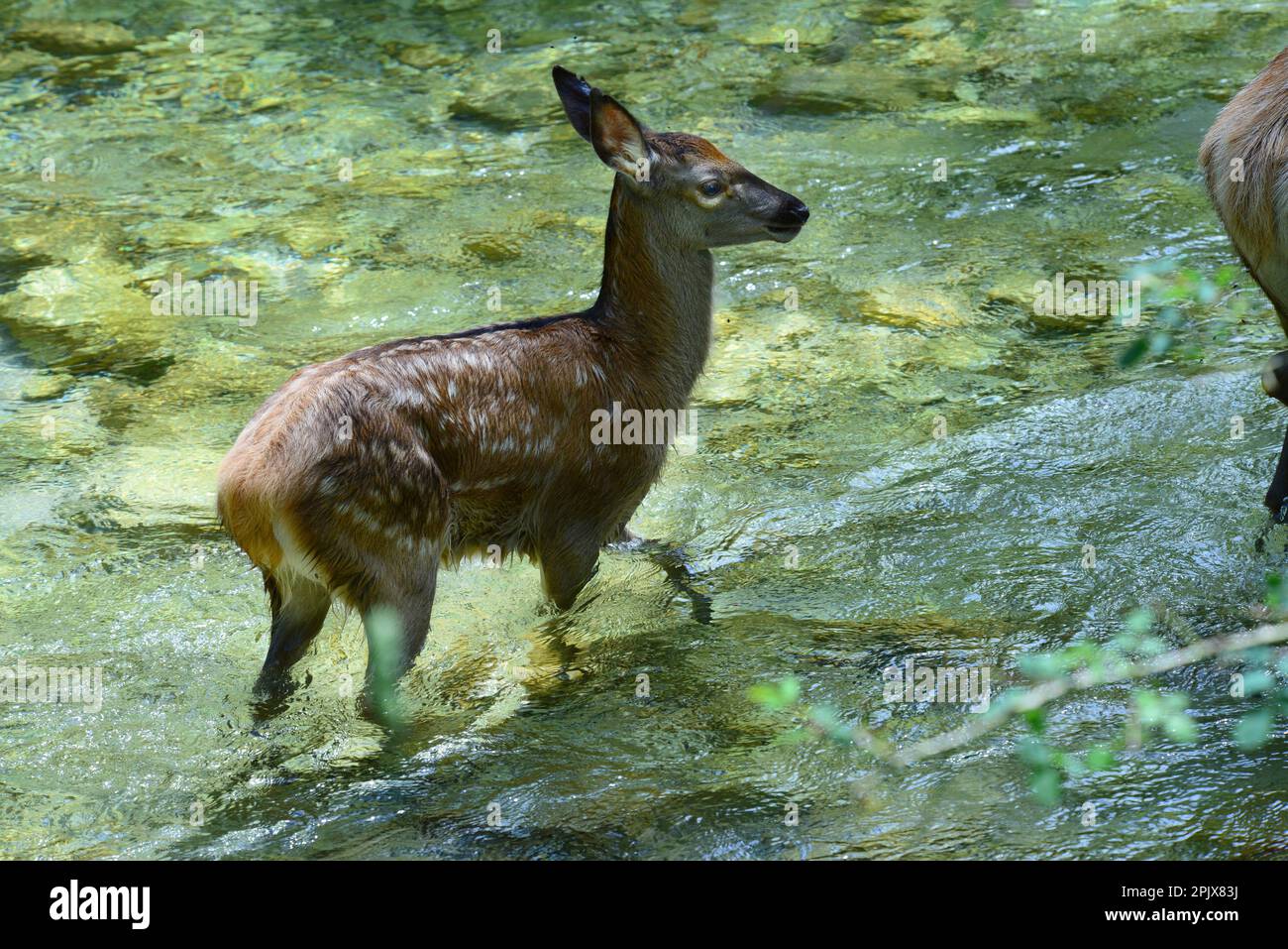 Female deer with cub crossing the Sangro river at Villetta Barrea in ...