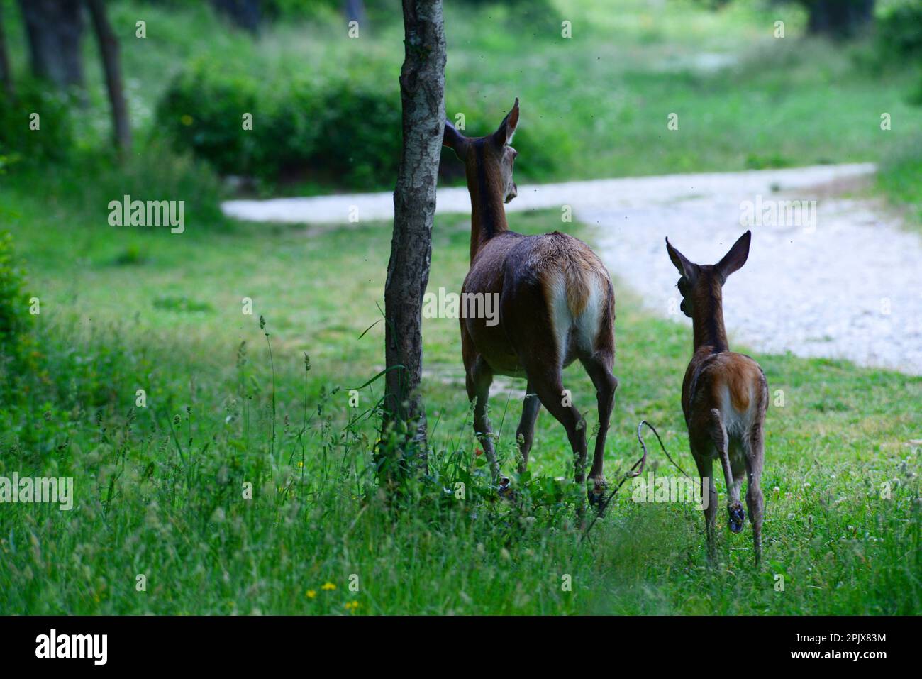 Female deer with cub along the promenade of Villetta Barrea in the ...
