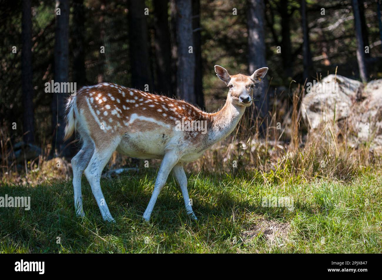 The fallow deer (Dama dama) is a species of ruminant mammal belonging ...