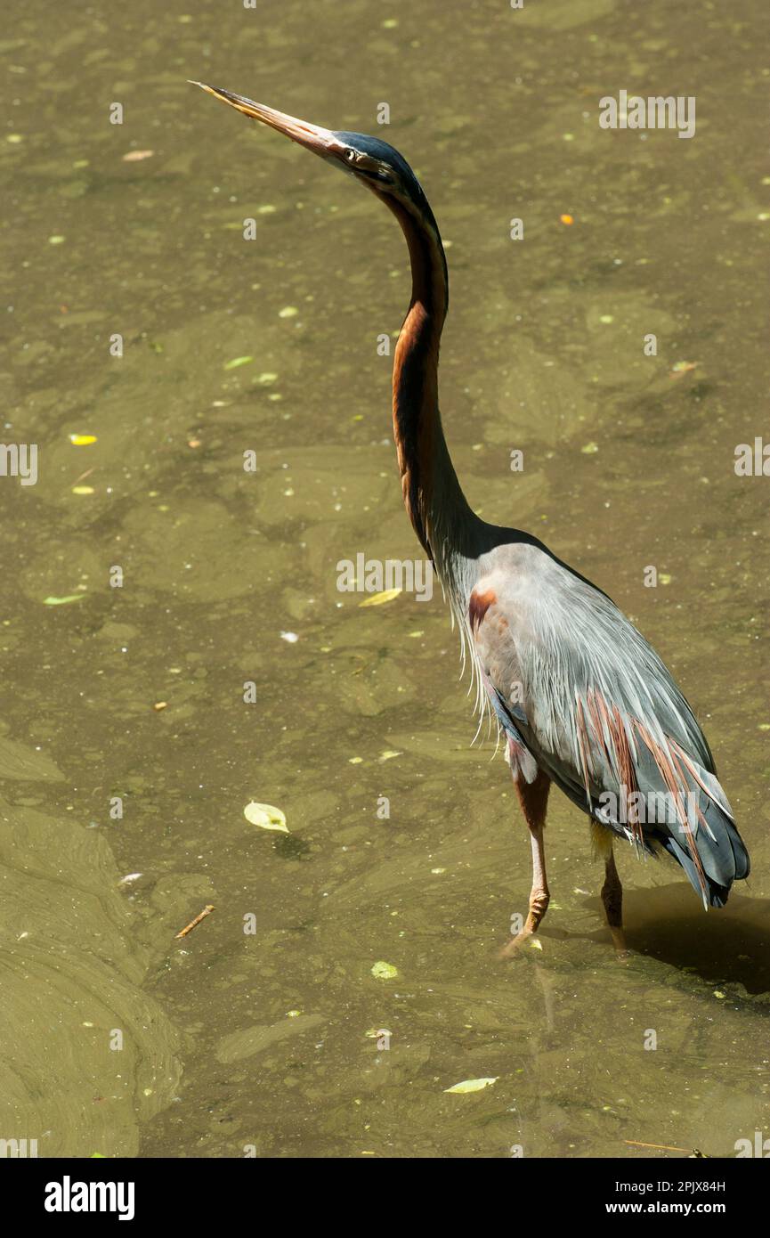 The Goliath heron (Ardea goliath), also known as the giant heron, is a ...