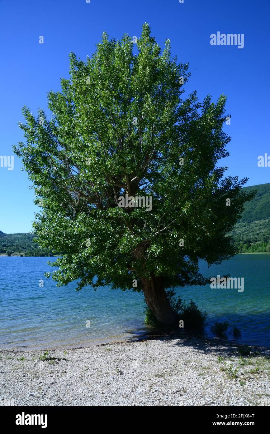 Lake Barrea fed by the Sangro river in the Abruzzo National Park, Italy ...