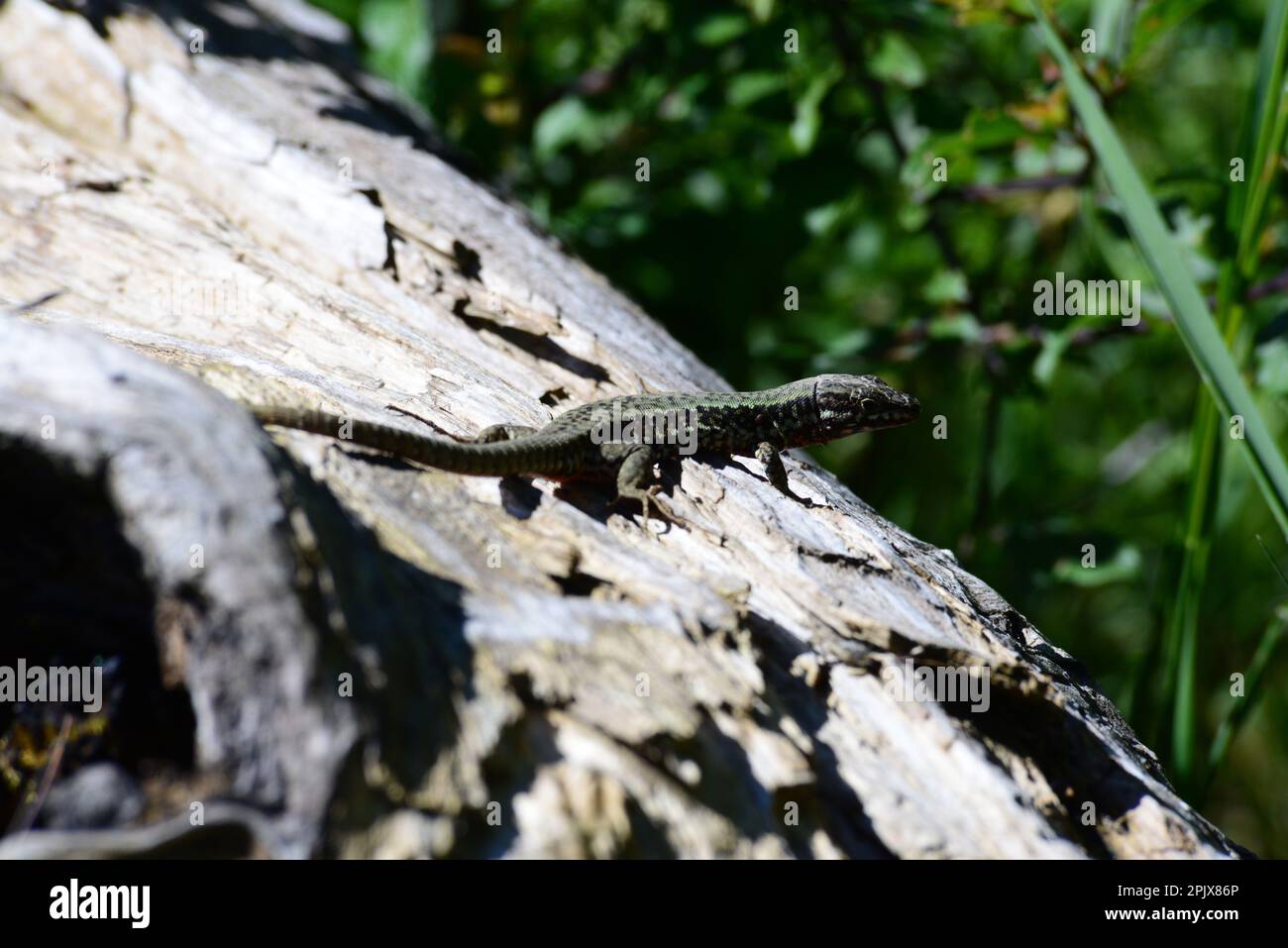 Lizard on the shores of Lake Barrea fed by the Sangro River in the ...