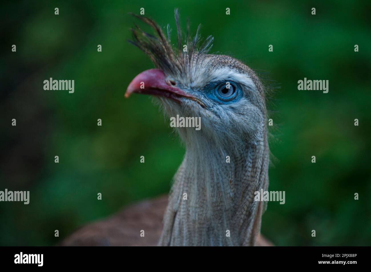 The red-legged seriema (Cariama cristata), also known as the crested ...