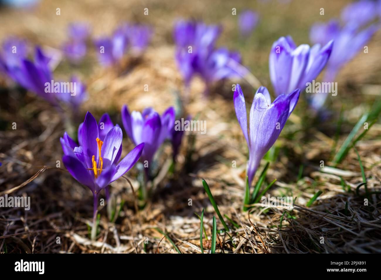 Typical spring mountain flowers. Crocus vernus, Crocus heuffelianus ...