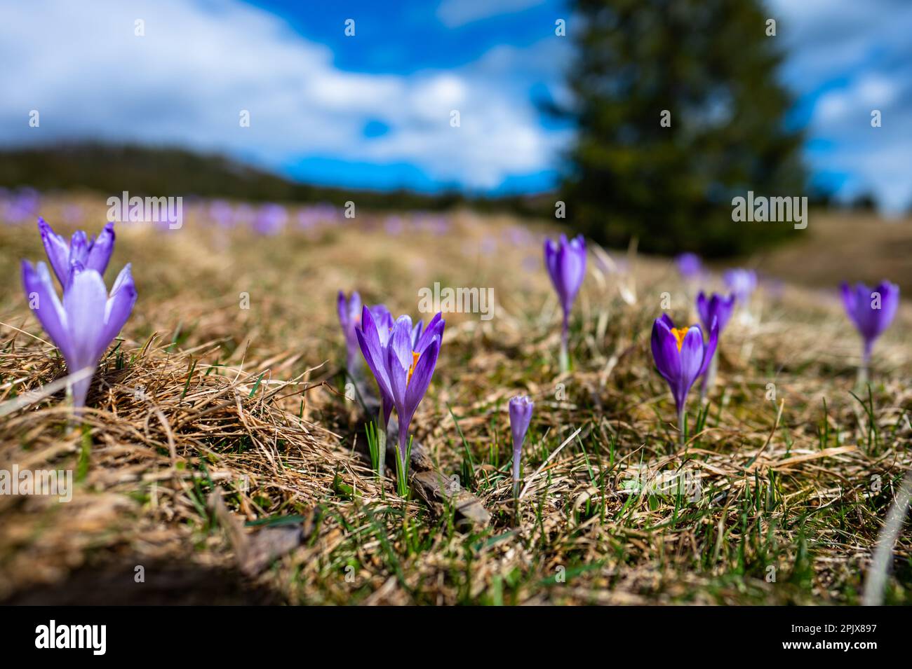 Typical spring mountain flowers. Crocus vernus, Crocus heuffelianus ...