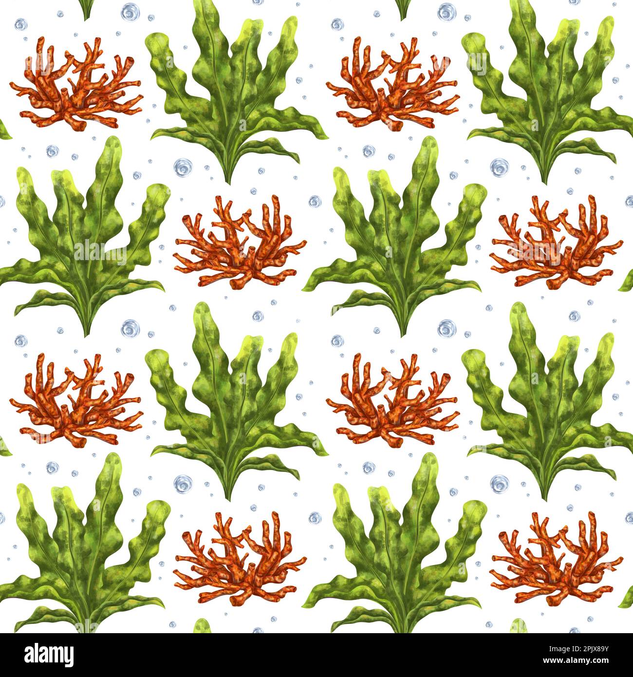 Thickets marine green red algae hi-res stock photography and images - Alamy
