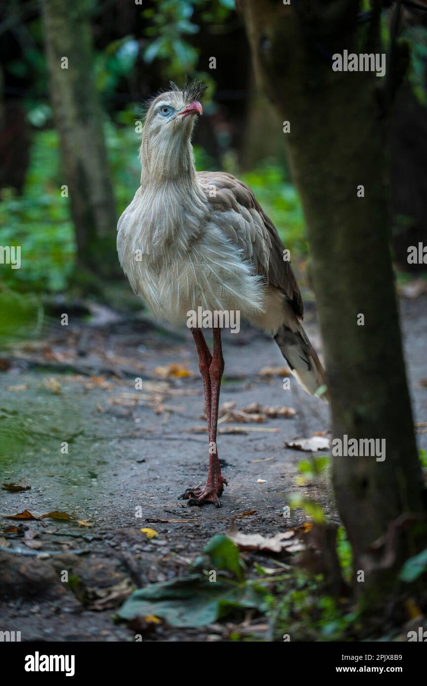 The red-legged seriema (Cariama cristata), also known as the crested ...