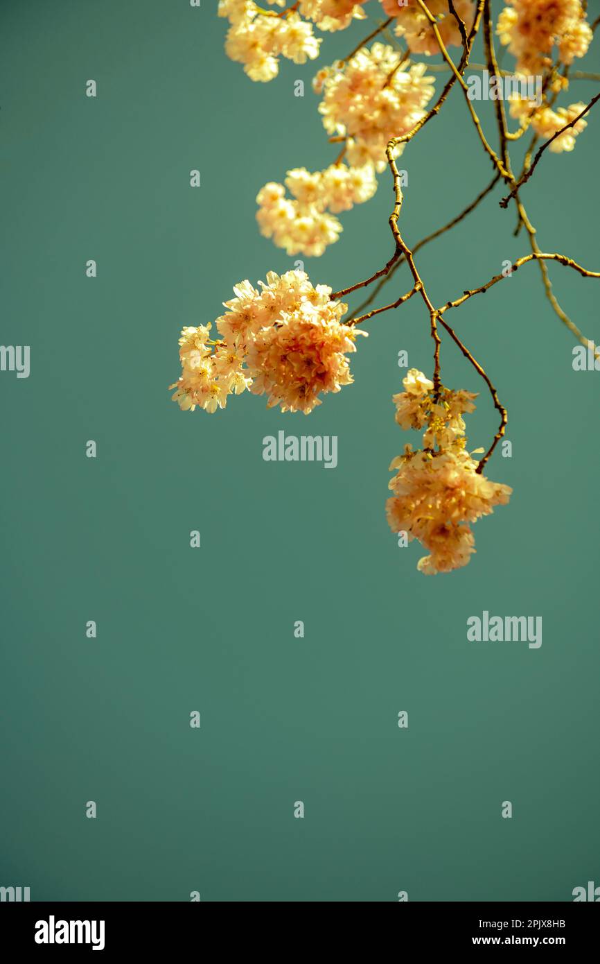 Blossom Portrait view blossom on a tree/ shrub Stock Photo - Alamy