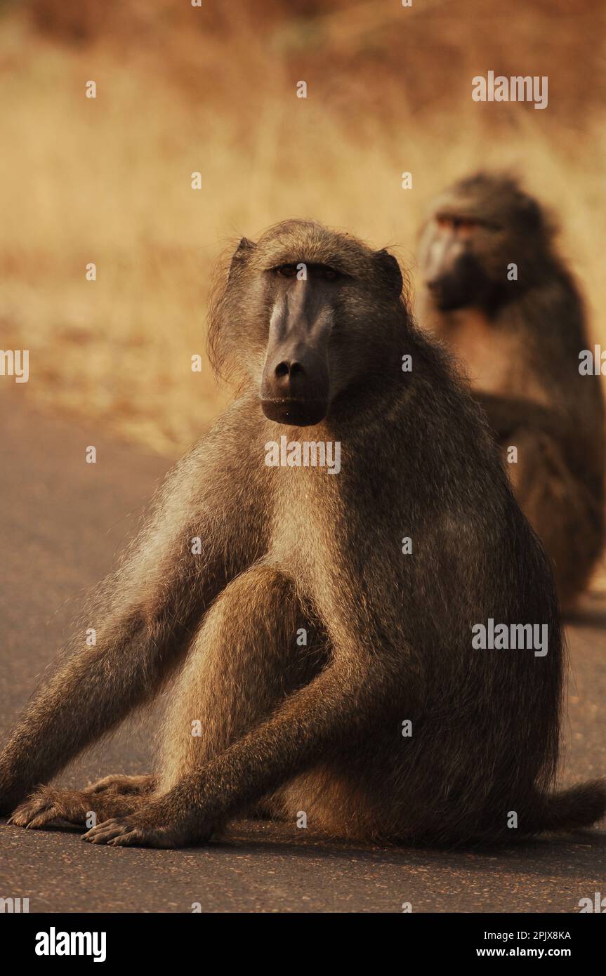 babon, chacma baboon (papio ursinus). Picture taken in the wilderness ...