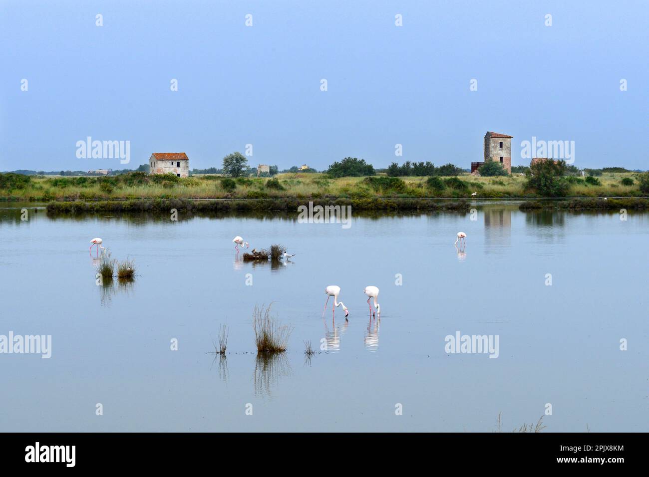 The real stars of the Cervia Salt Pans are the over 5,000 elegant pink ...