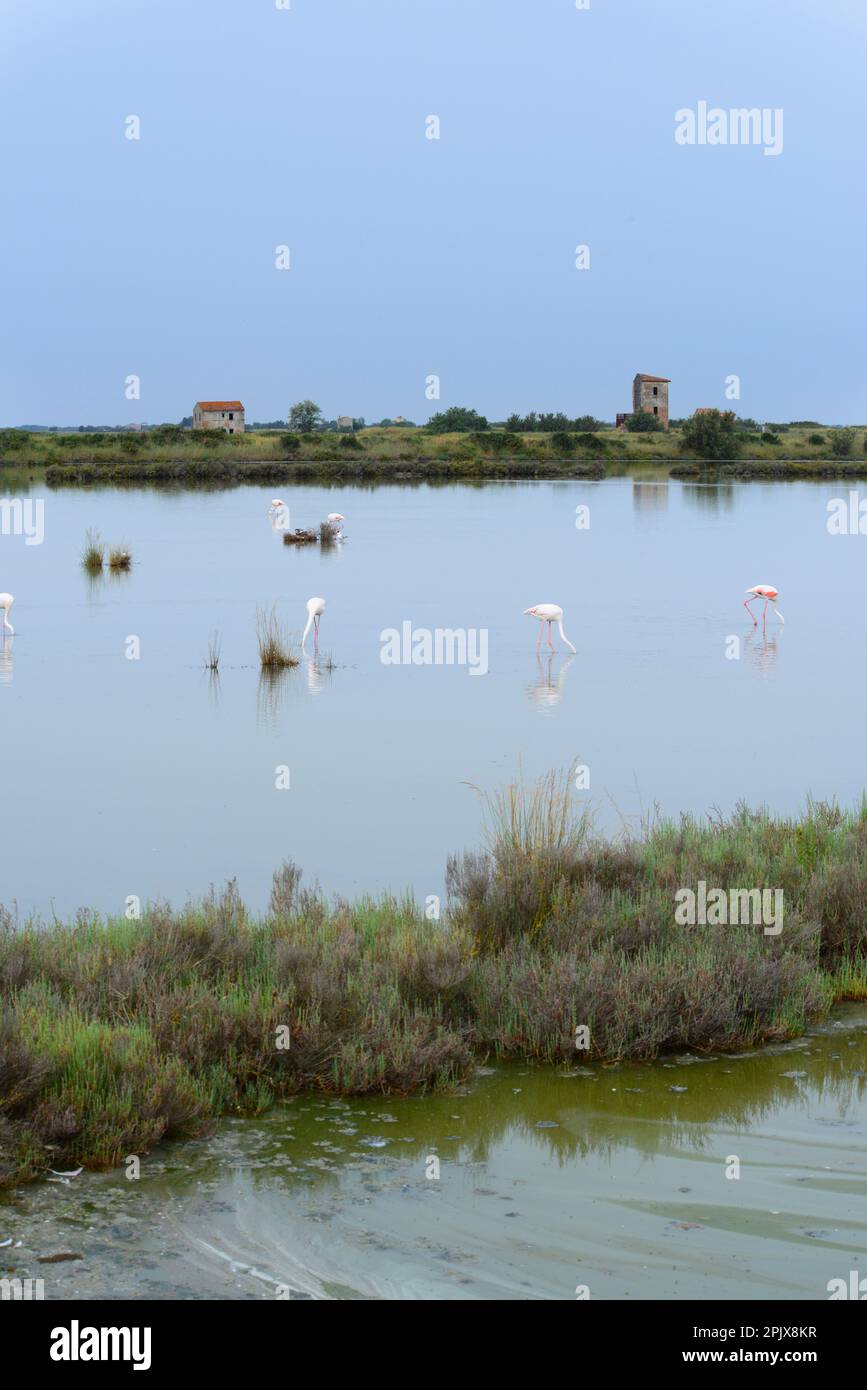 The real stars of the Cervia Salt Pans are the over 5,000 elegant pink ...