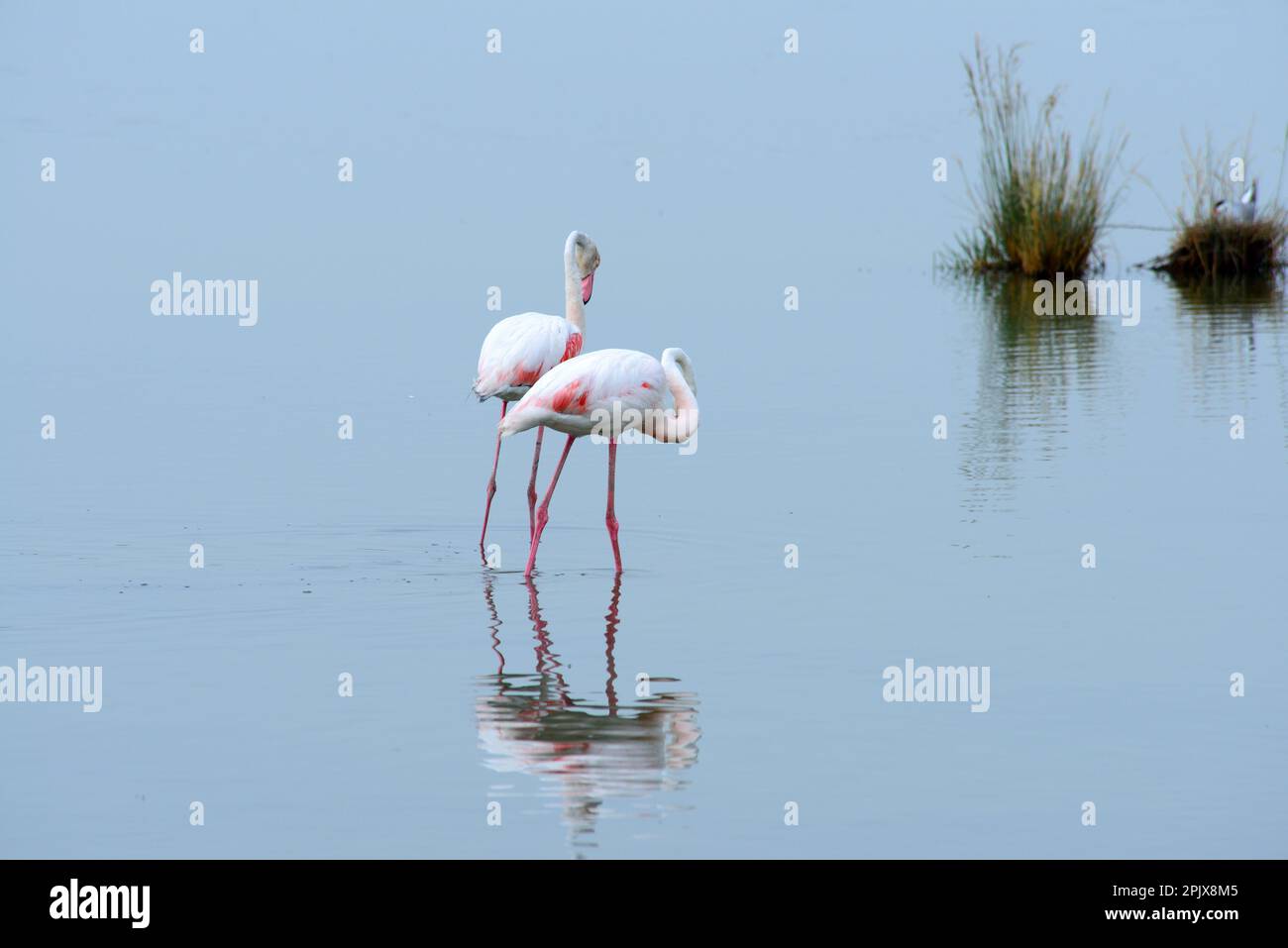 The real stars of the Cervia Salt Pans are the over 5,000 elegant pink ...