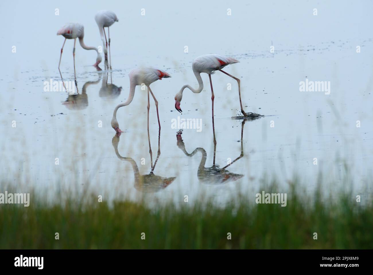 The real stars of the Cervia Salt Pans are the over 5,000 elegant pink ...