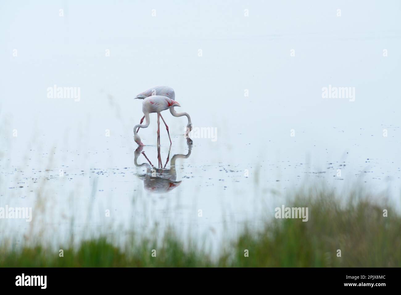 The real stars of the Cervia Salt Pans are the over 5,000 elegant pink ...