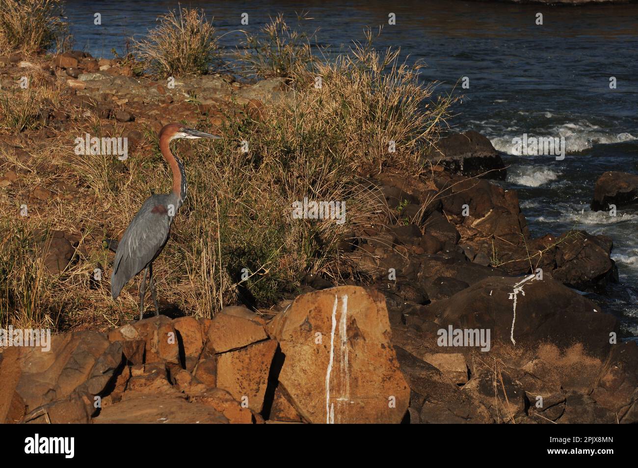 goliath heron (ardea goliath). Picture taken in the wilderness in the ...