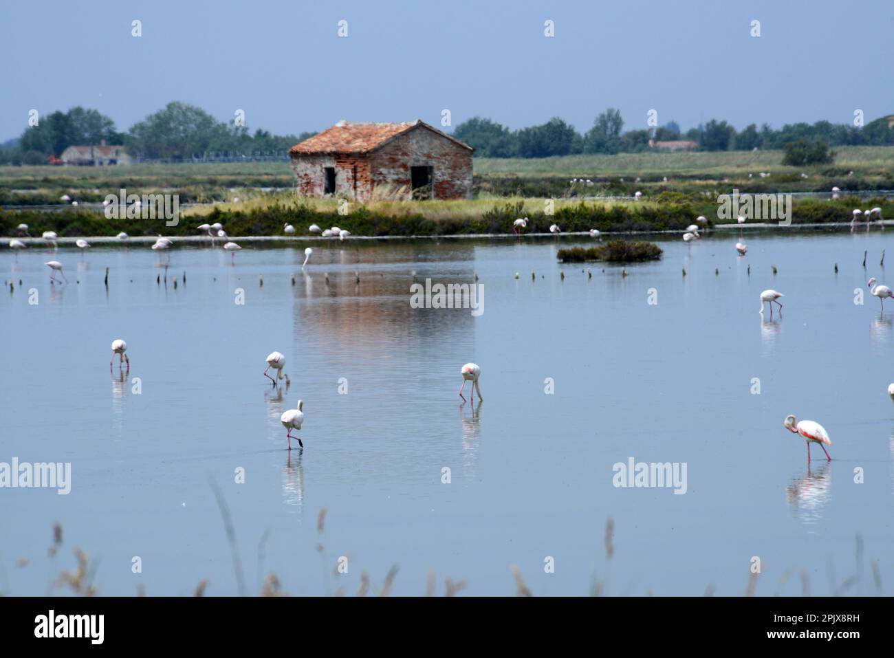 The real stars of the Cervia Salt Pans are the over 5,000 elegant pink ...