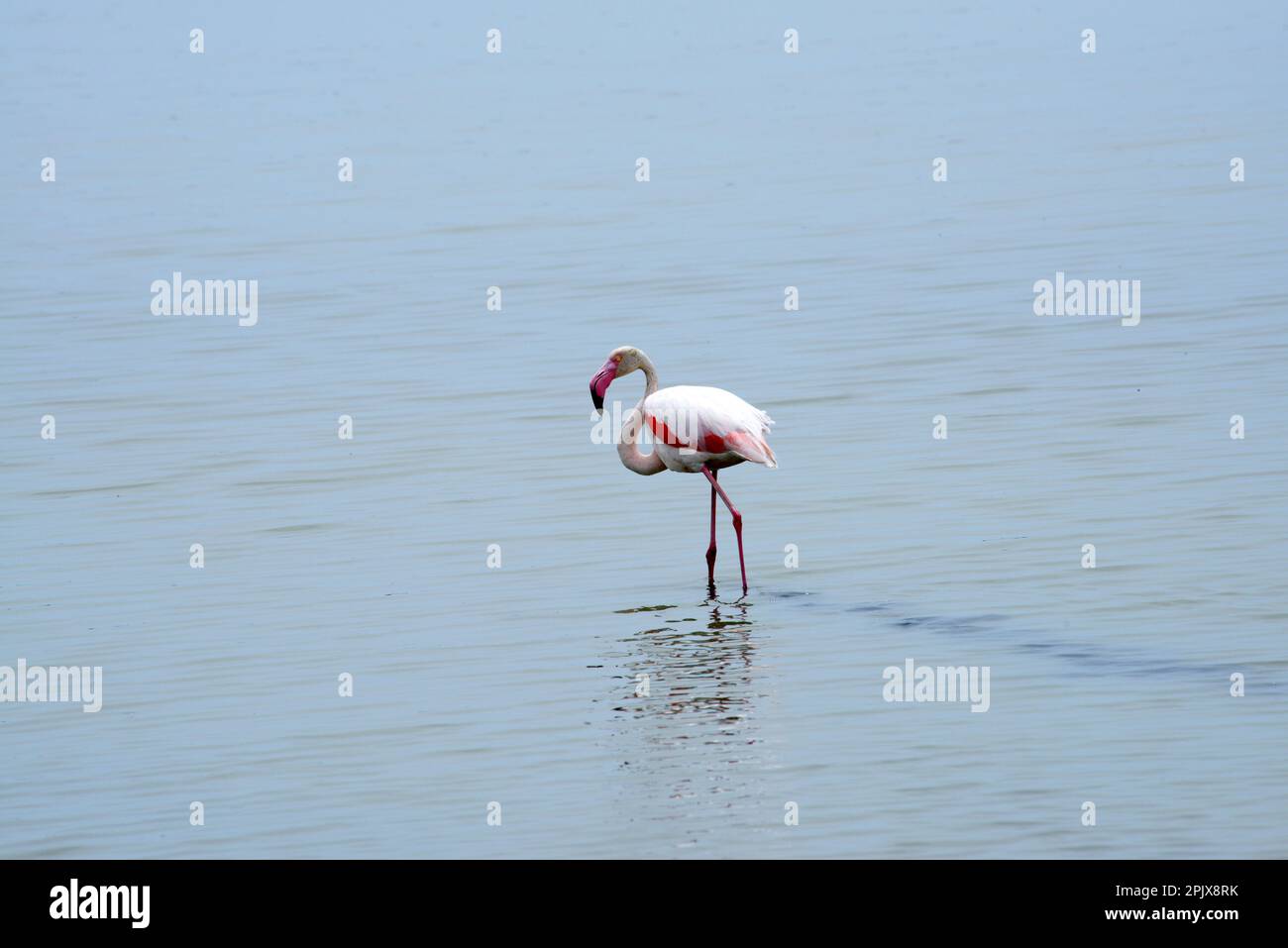 The real stars of the Cervia Salt Pans are the over 5,000 elegant pink ...