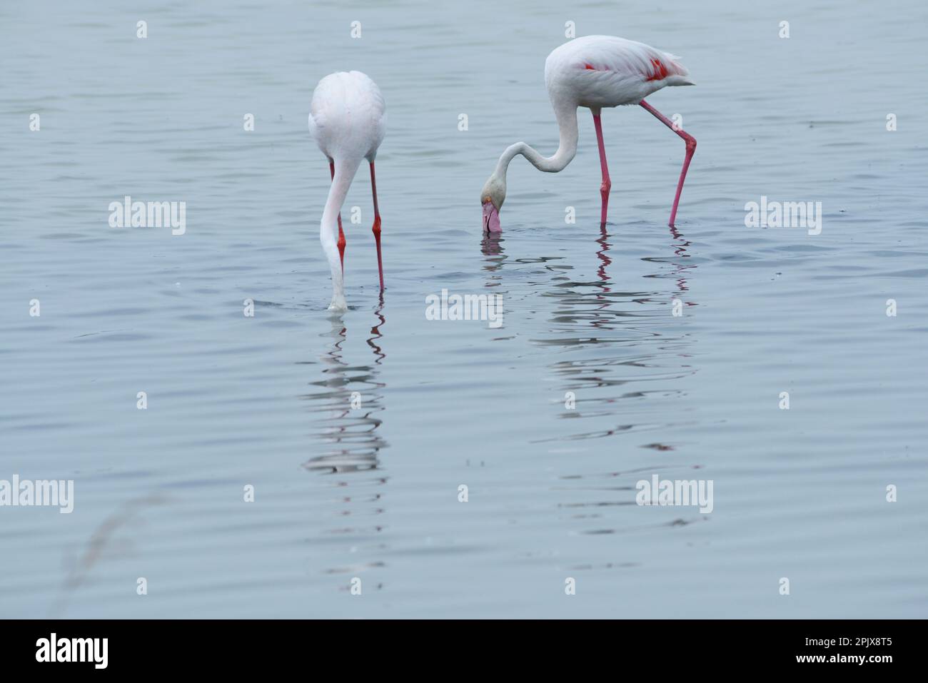 The real stars of the Cervia Salt Pans are the over 5,000 elegant pink ...