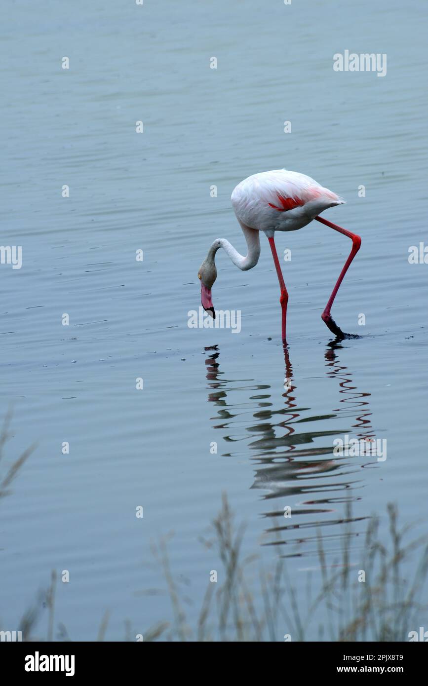 The real stars of the Cervia Salt Pans are the over 5,000 elegant pink ...