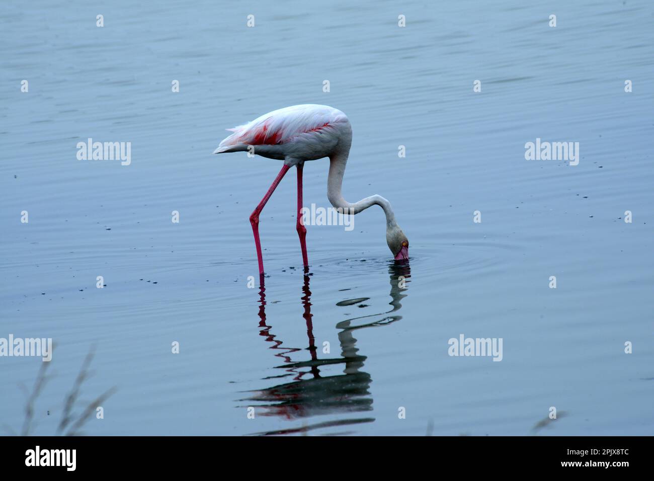 The real stars of the Cervia Salt Pans are the over 5,000 elegant pink ...