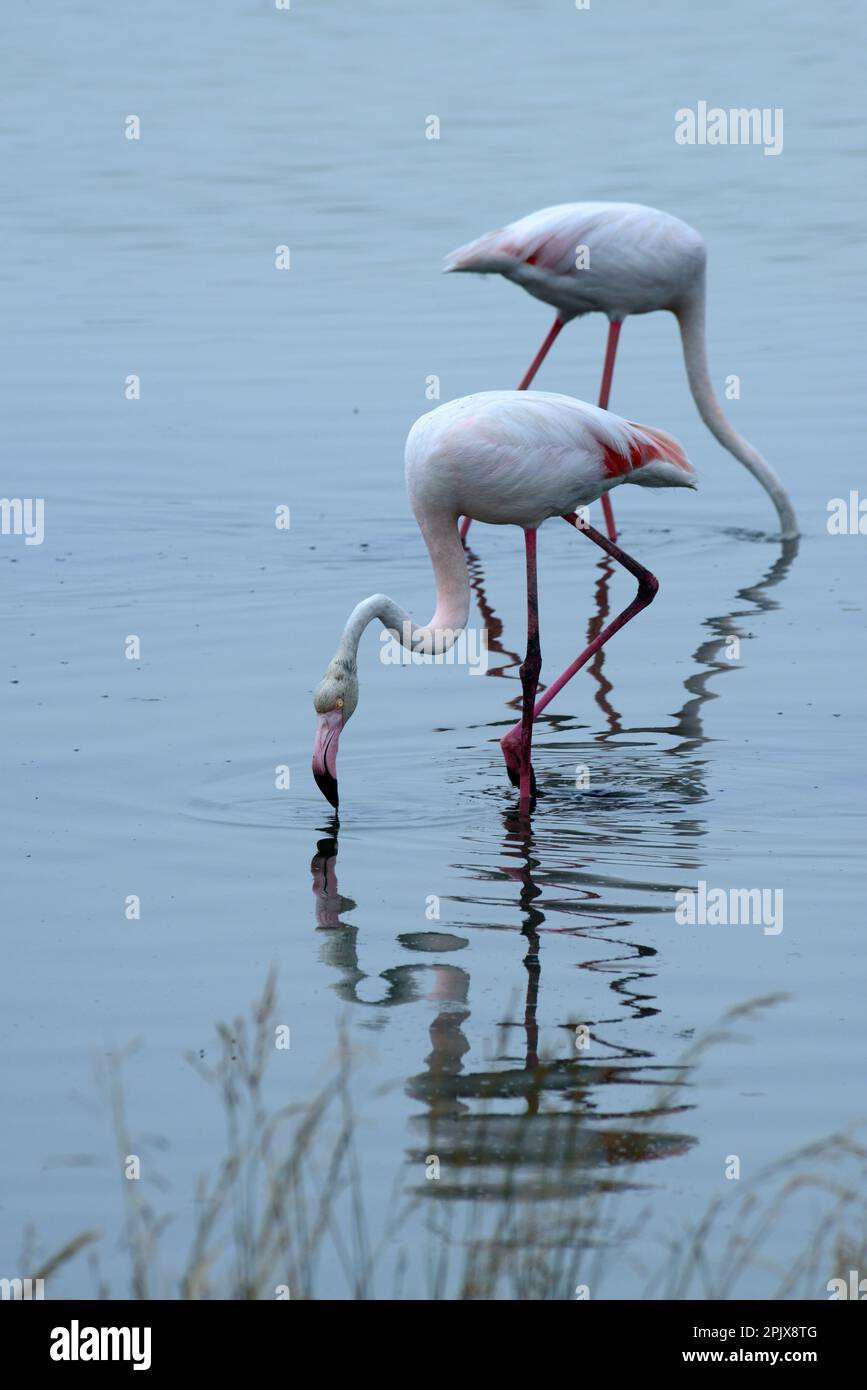 The real stars of the Cervia Salt Pans are the over 5,000 elegant pink ...