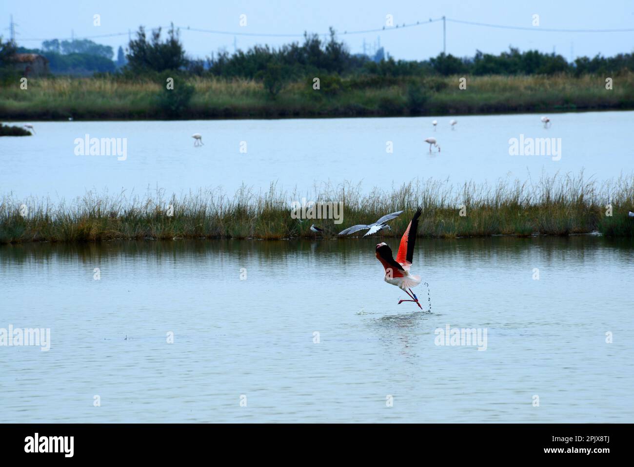 The real stars of the Cervia Salt Pans are the over 5,000 elegant pink ...