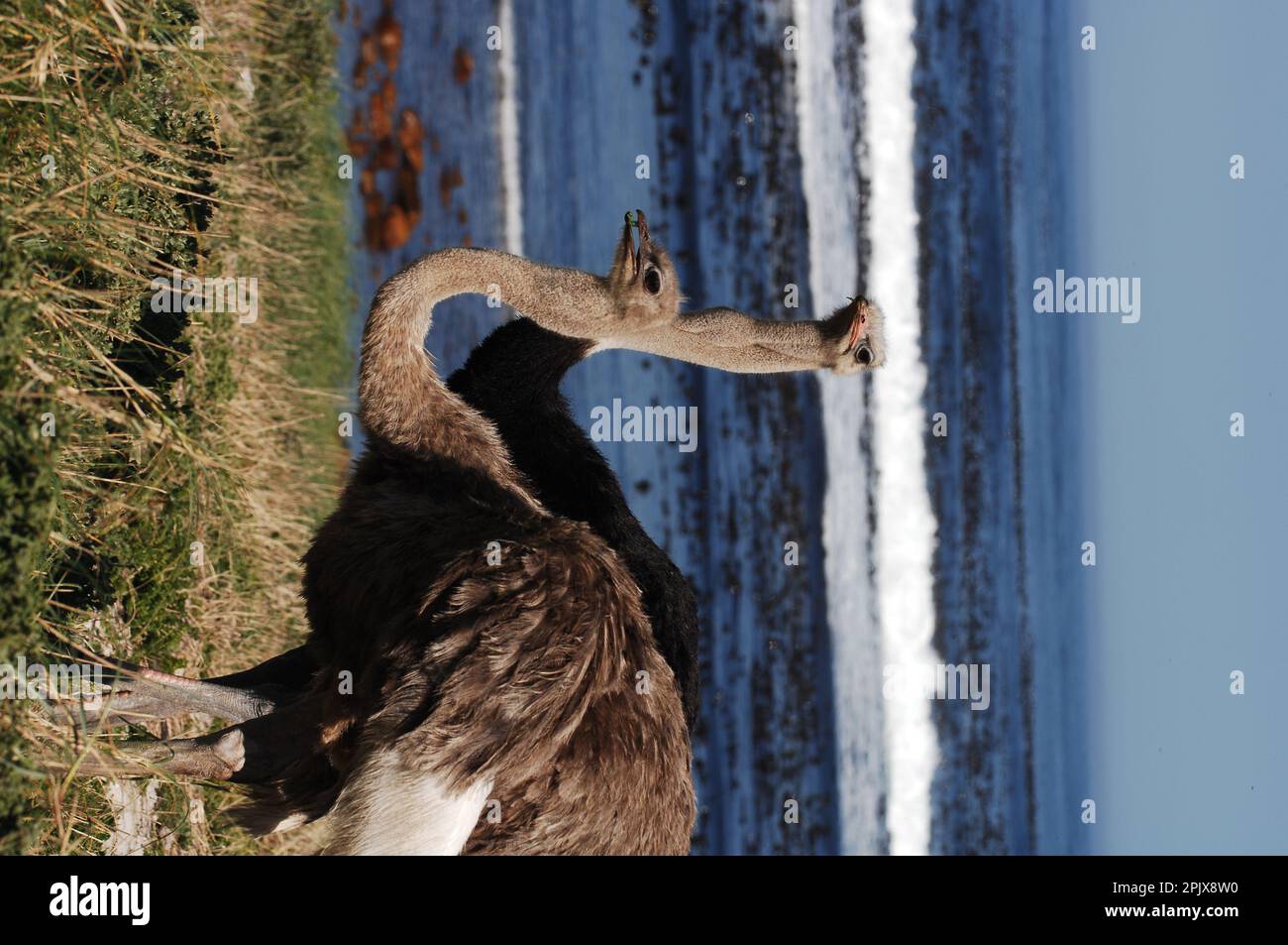 The South African ostrich (Struthio camelus australis), also known as ...