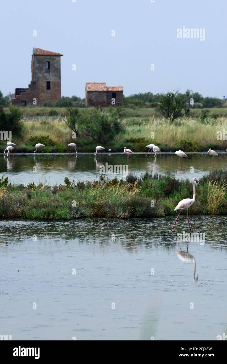 The real stars of the Cervia Salt Pans are the over 5,000 elegant pink ...