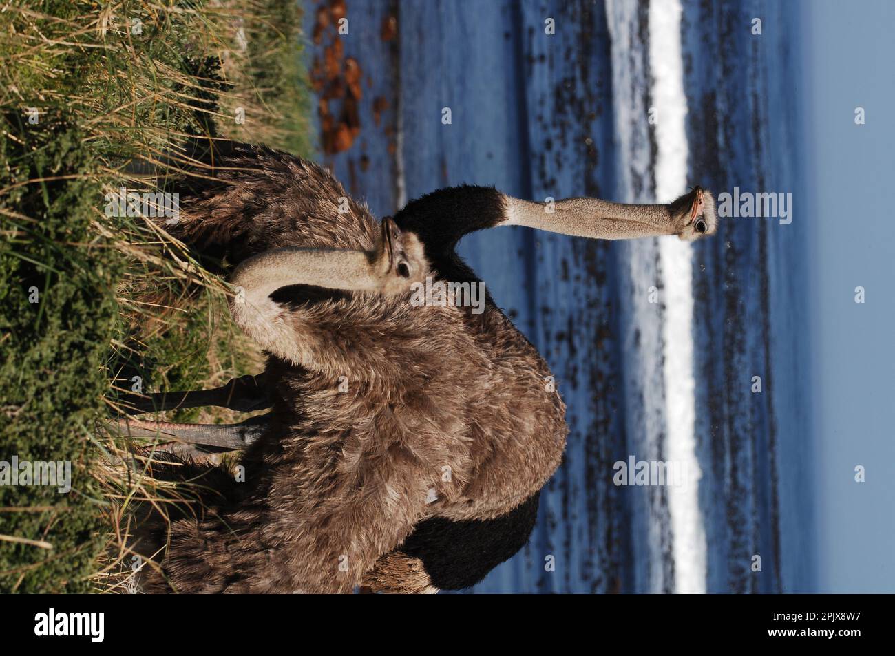 The South African ostrich (Struthio camelus australis), also known as ...