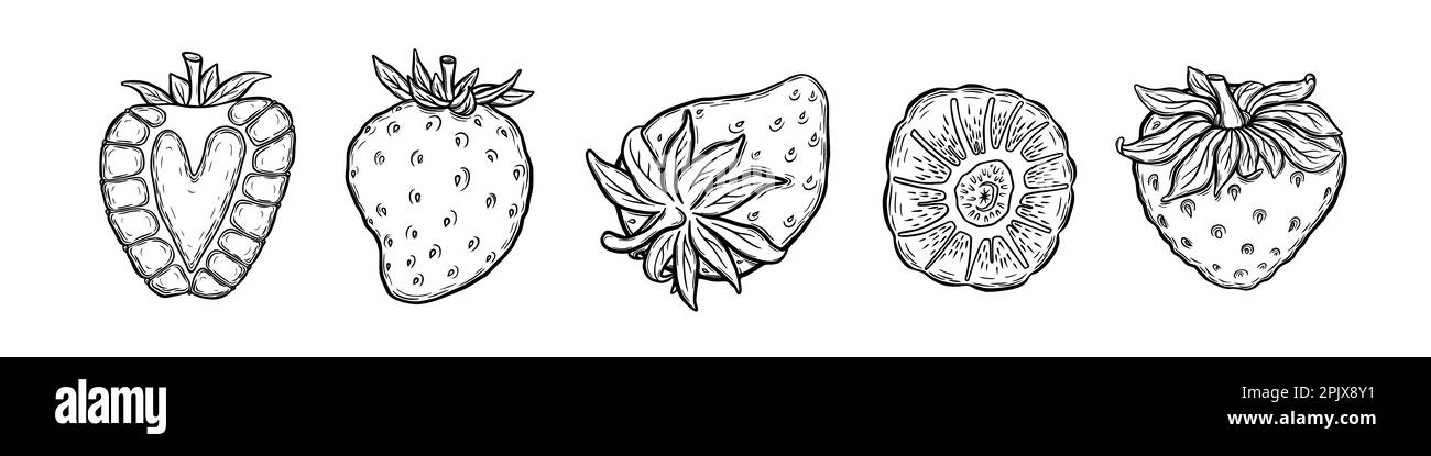 Hand drawn strawberry collection isolated on white background. Vector ...
