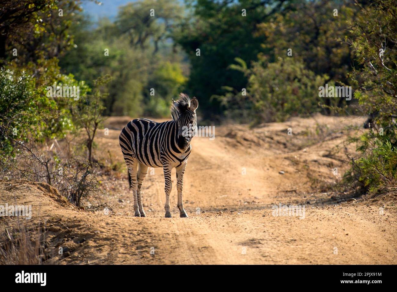 The plains zebra (Equus quagga, formerly Equus burchellii), also known ...