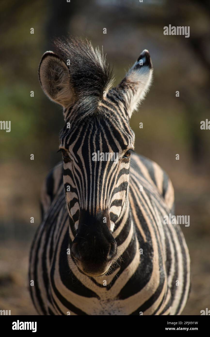 The plains zebra (Equus quagga, formerly Equus burchellii), also known ...