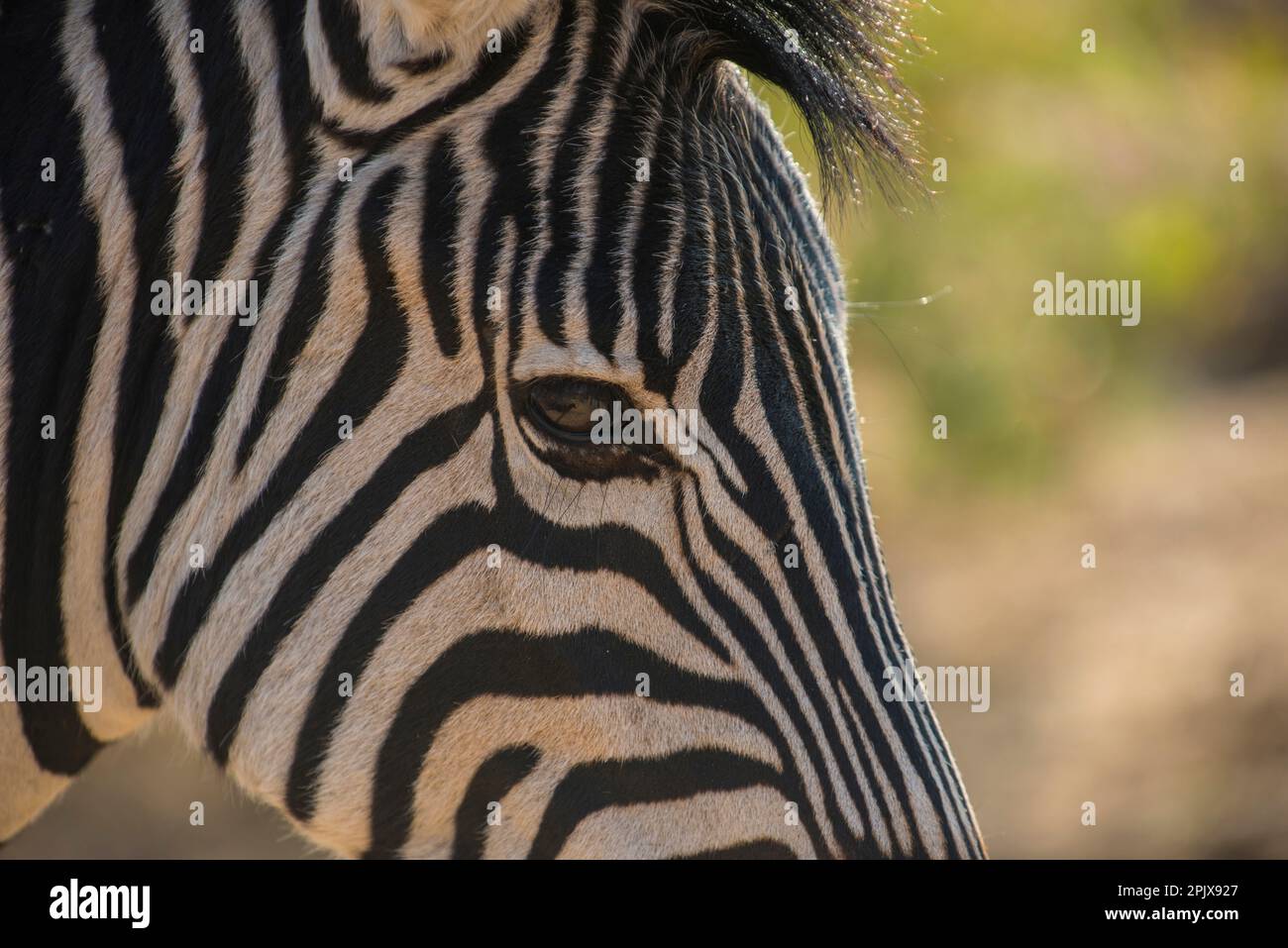 The plains zebra (Equus quagga, formerly Equus burchellii), also known ...