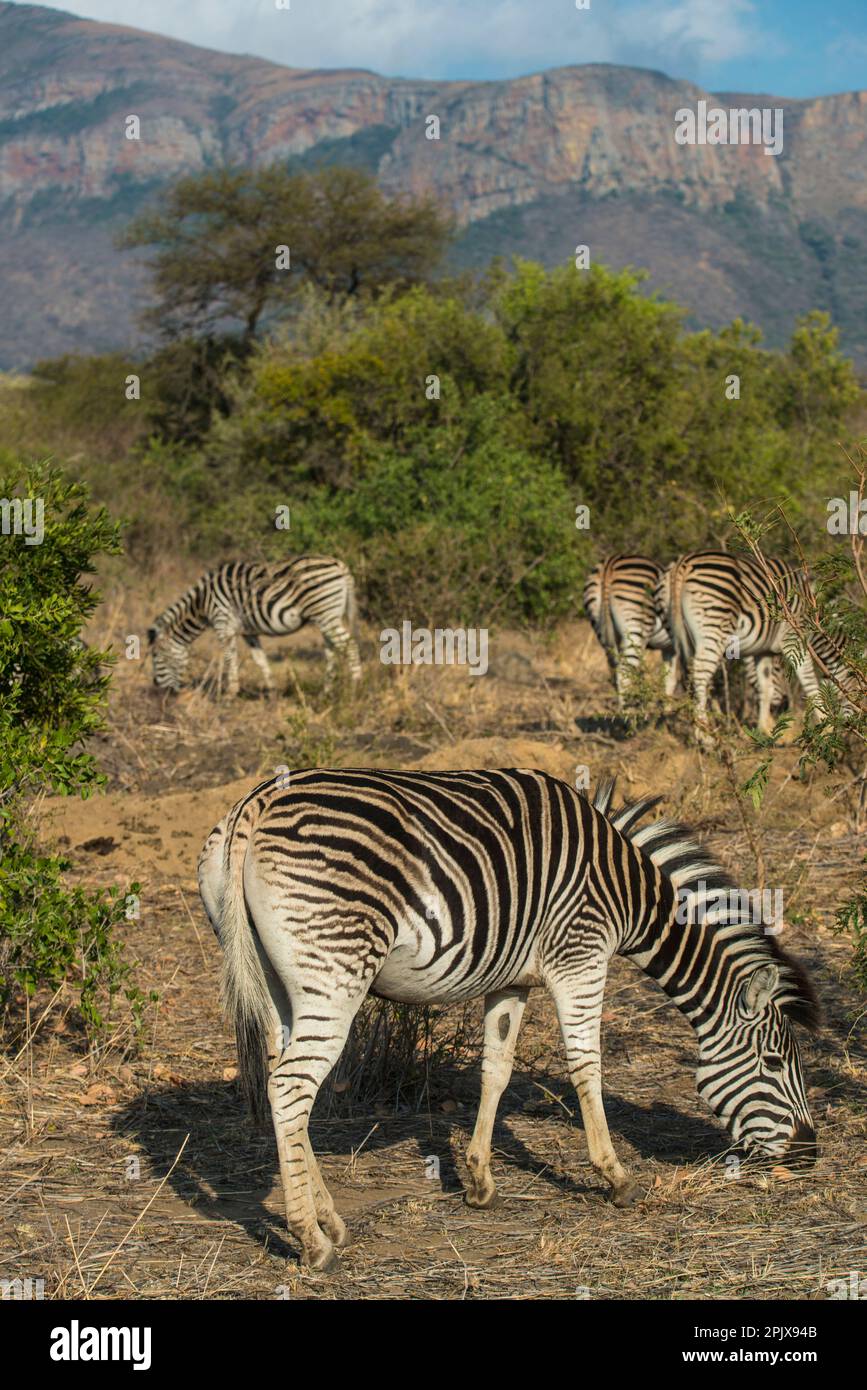 The plains zebra (Equus quagga, formerly Equus burchellii), also known ...