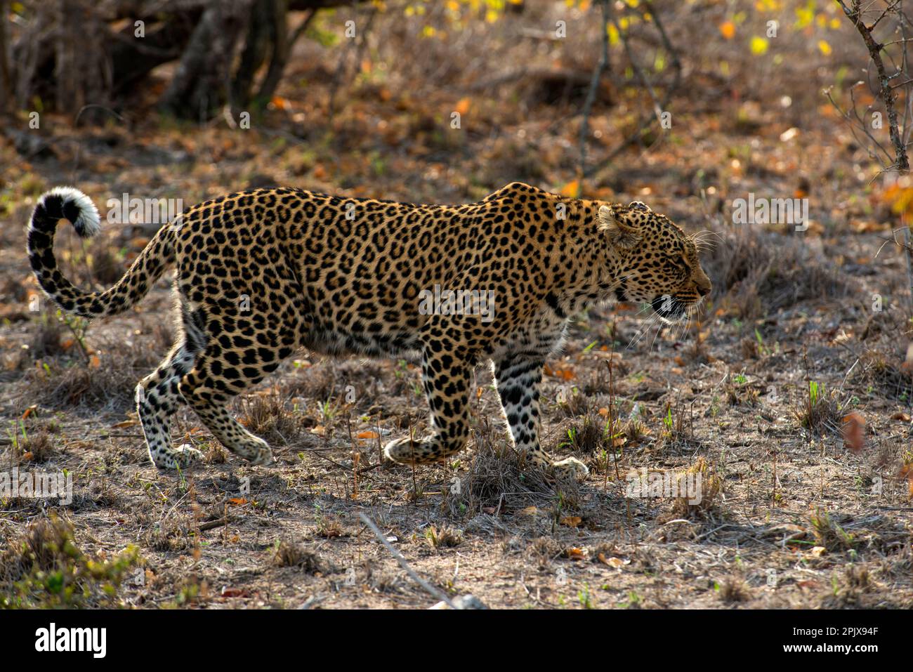 Leopard (panthera pardus) in the bush. Picture taken in the wilderness ...