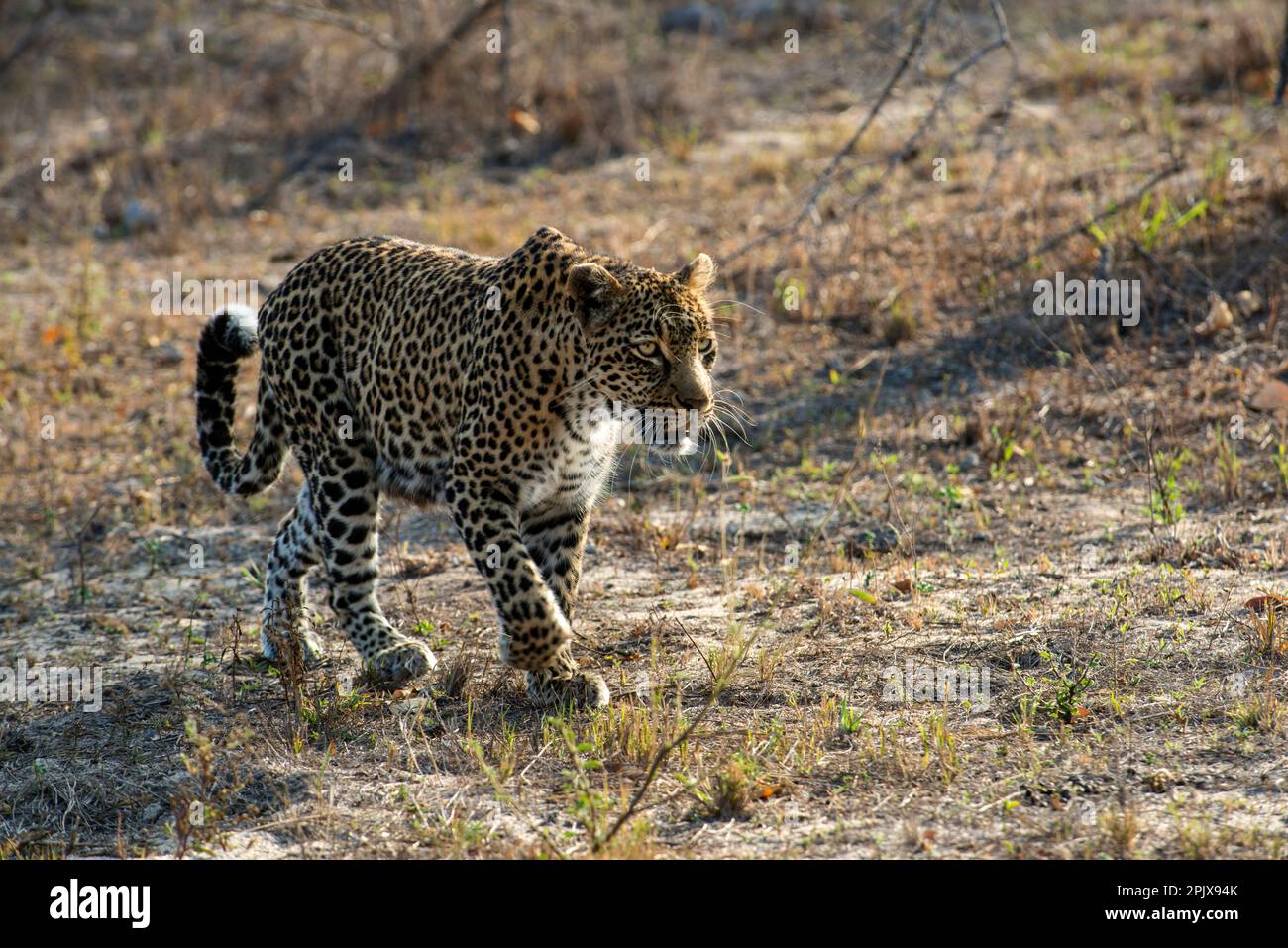Leopard (panthera pardus) in the bush. Picture taken in the wilderness ...