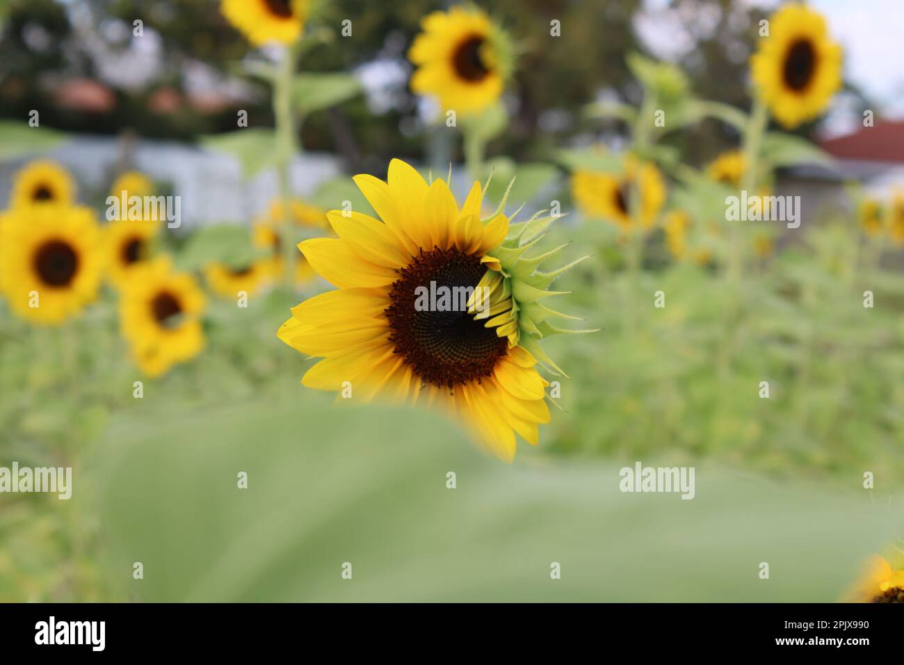 A scenic landscape featuring a field of vibrant yellow sunflowers ...