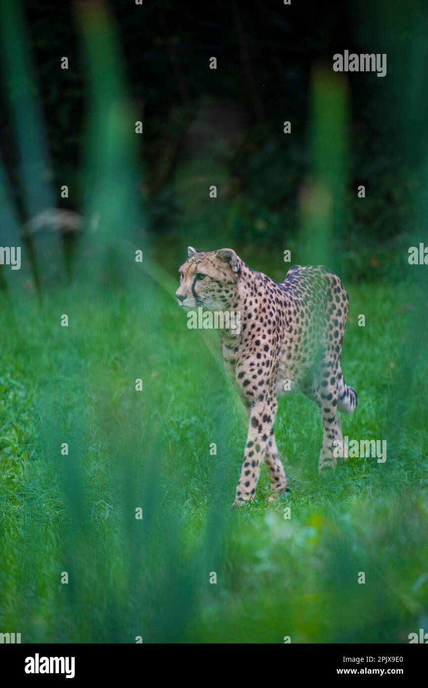 The cheetah (Acinonyx jubatus) is a large cat native to Africa and ...