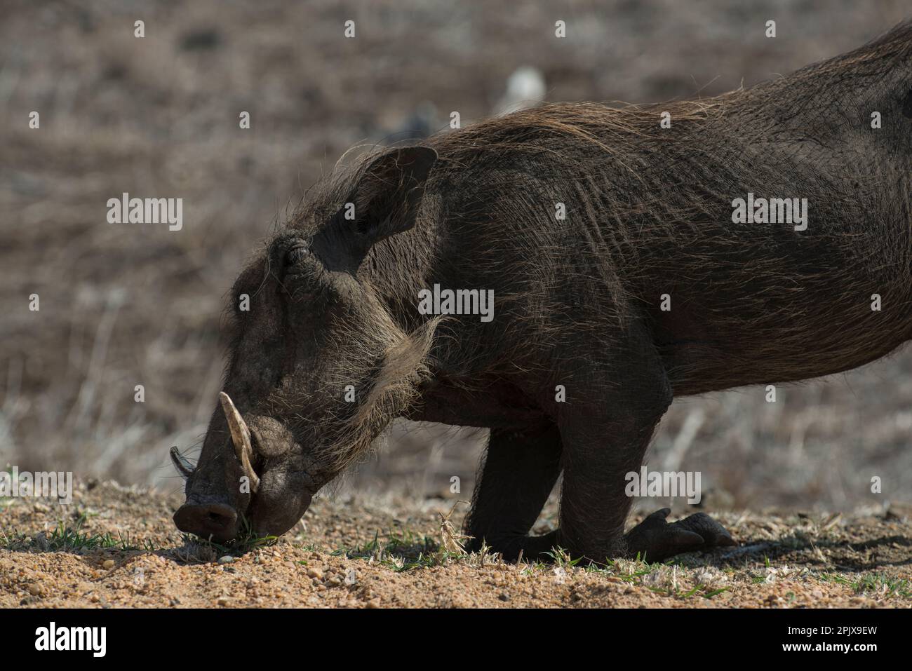 A warthog kneeling to feed. The common warthog (Phacochoerus africanus ...