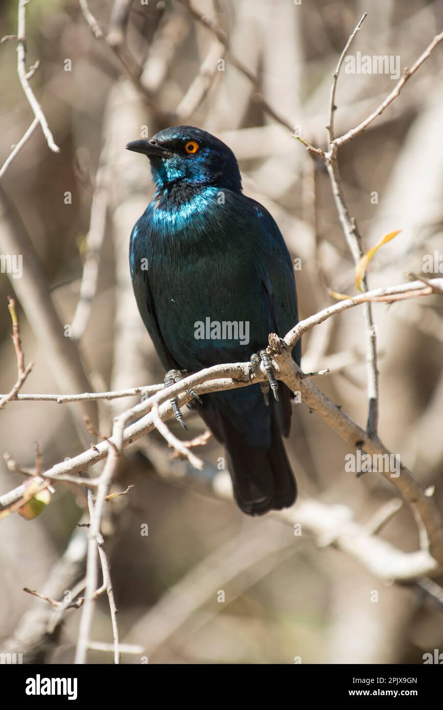 cape glossy starling (lamprotornis nitens). Picture taken in the ...