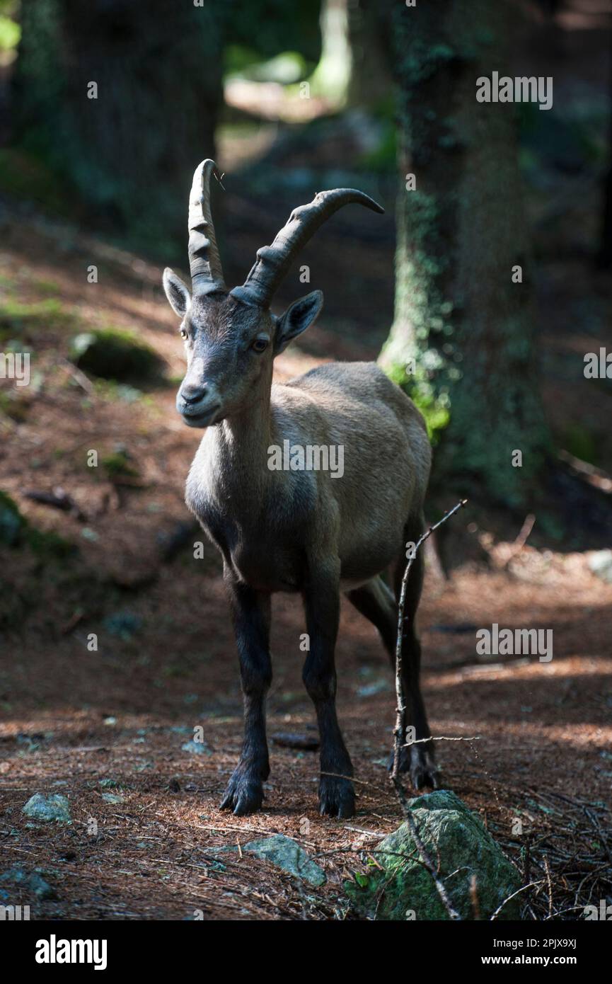 The Alpine ibex (Capra ibex), also known as the steinbock, bouquetin ...