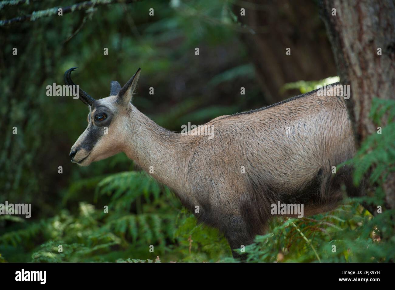 Rupicapra rupicapra is a genus of goat-antelope called the chamois ...