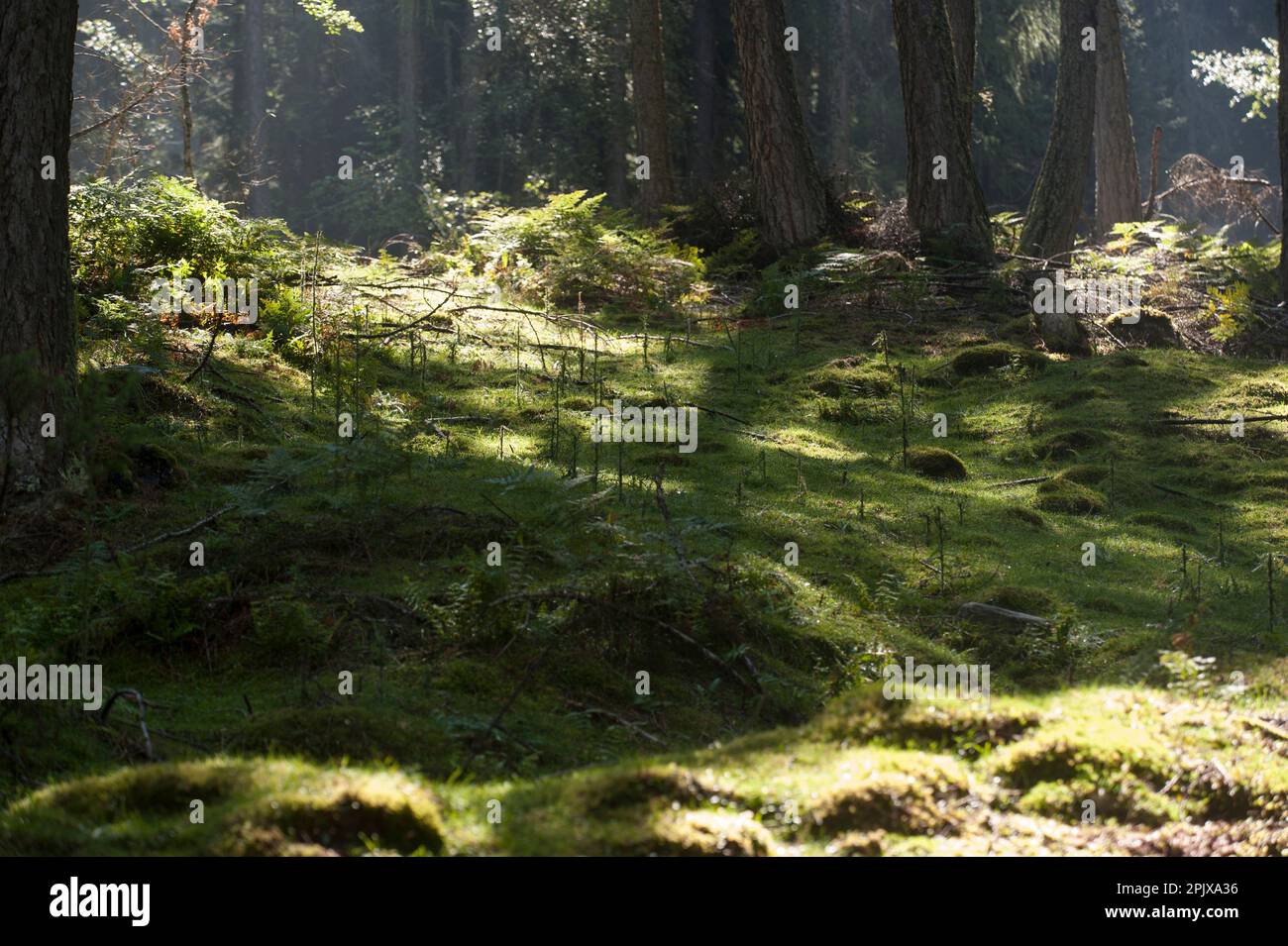 The Alpine ibex (Capra ibex) habitat, also known as the steinbock ...