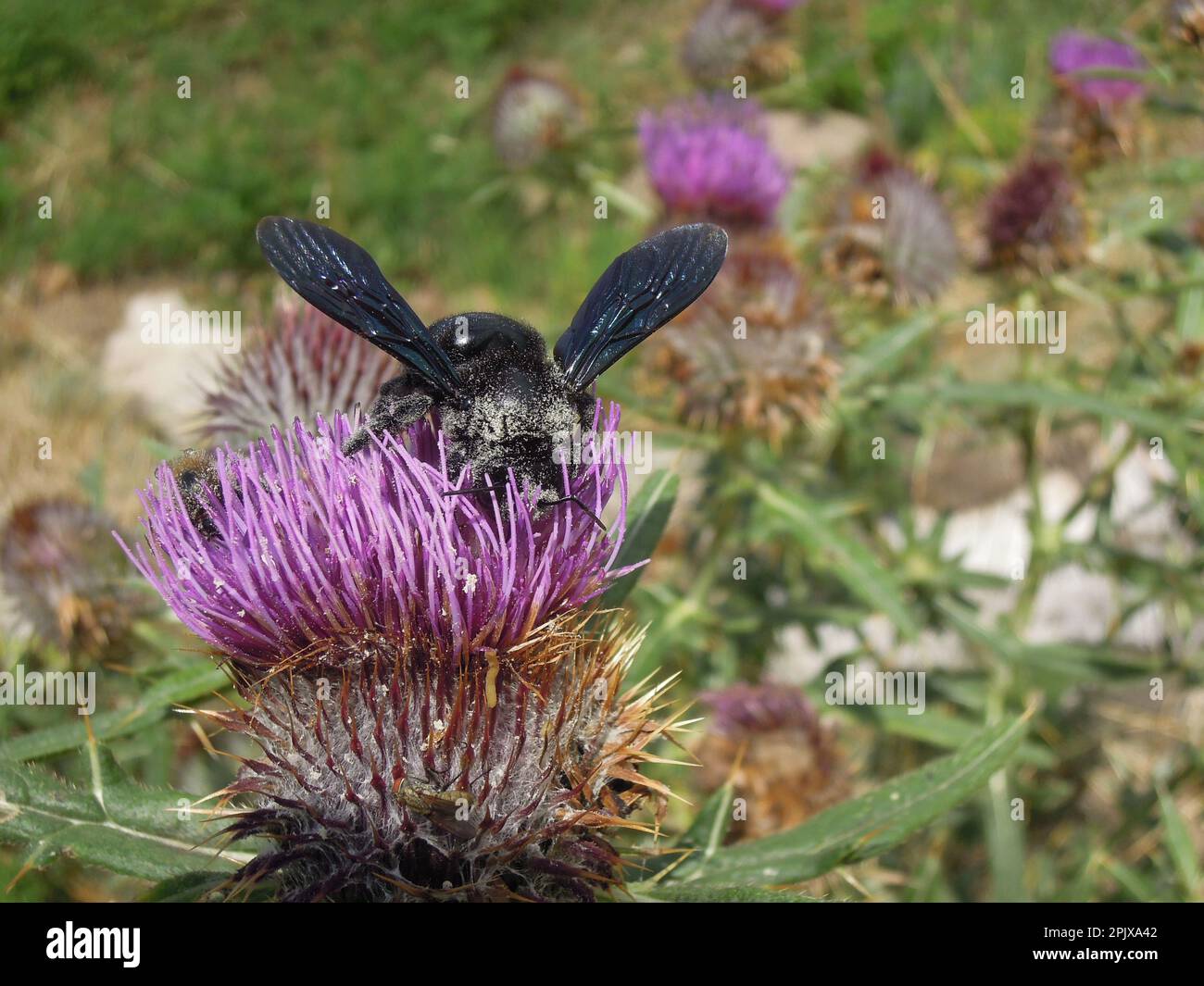 Xylocopa violacea, the violet carpenter bee, is the common European ...