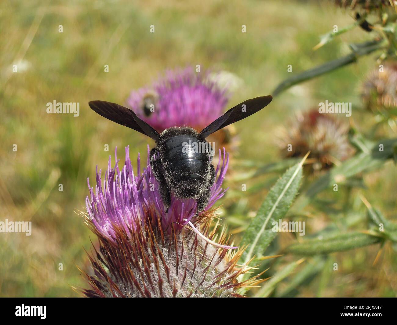One of the largest bees in europe hi-res stock photography and images ...