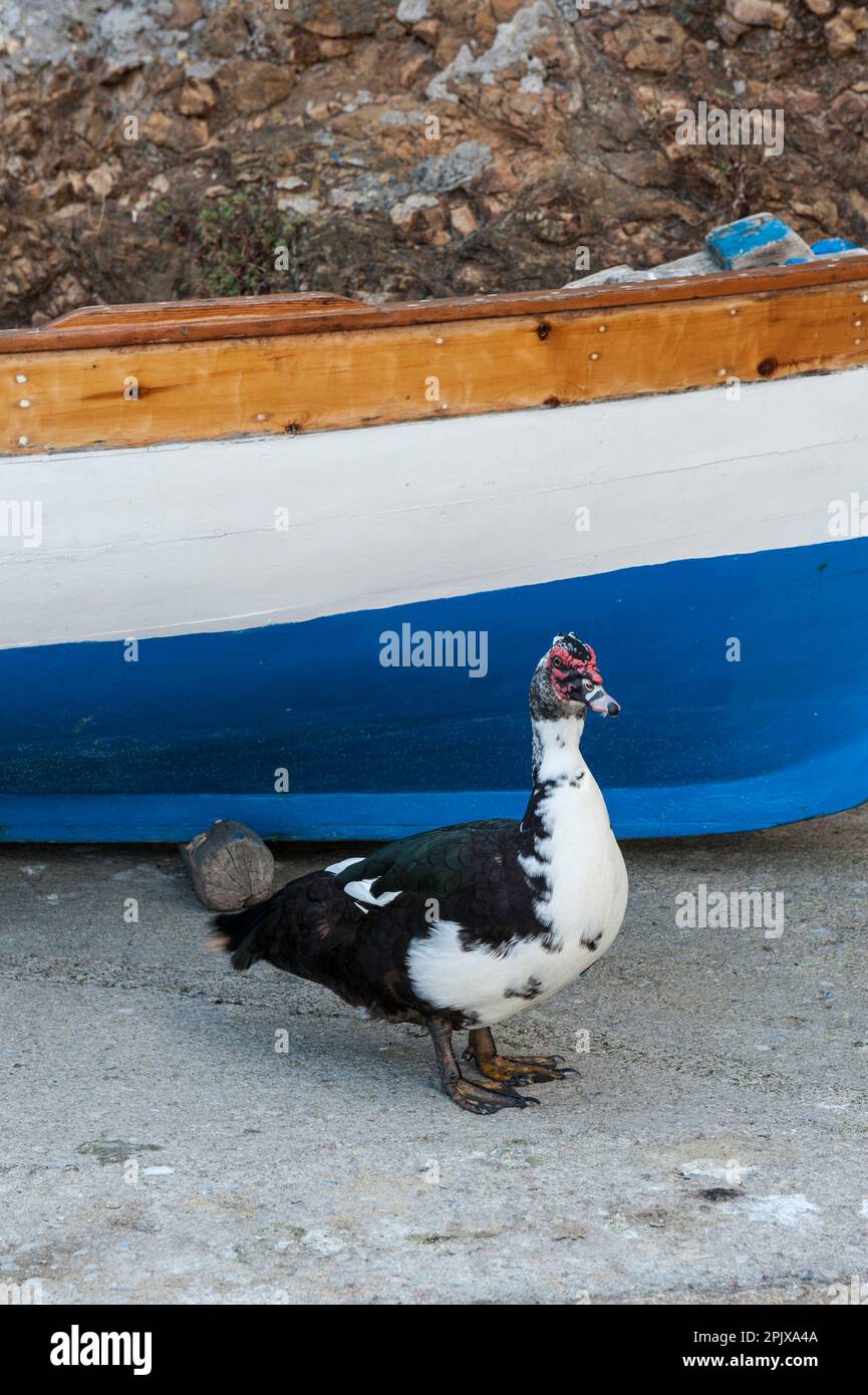 The Muscovy duck (Cairina moschata) is a large duck native to Mexico ...